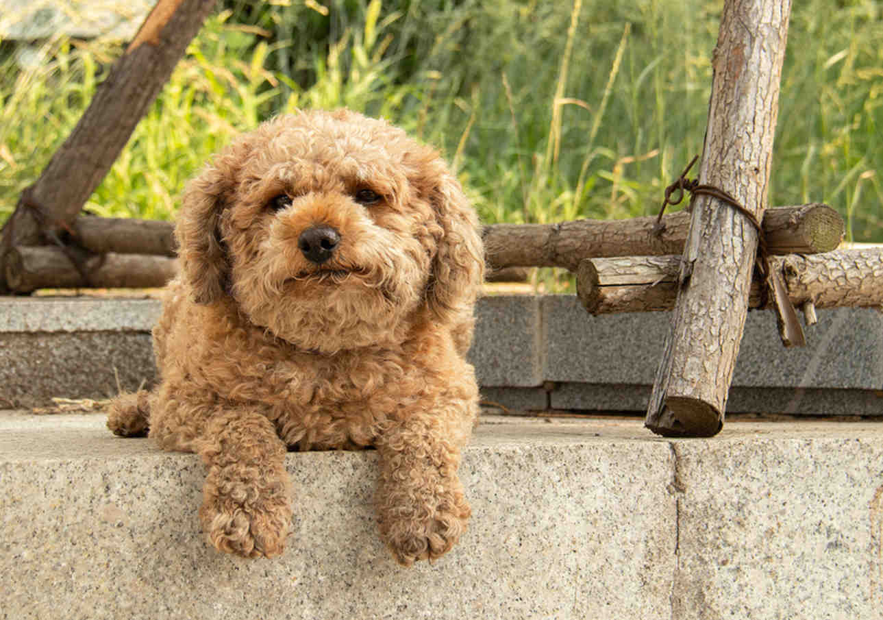 Razas de perros en tendencia en Colombia Padre de Mascota