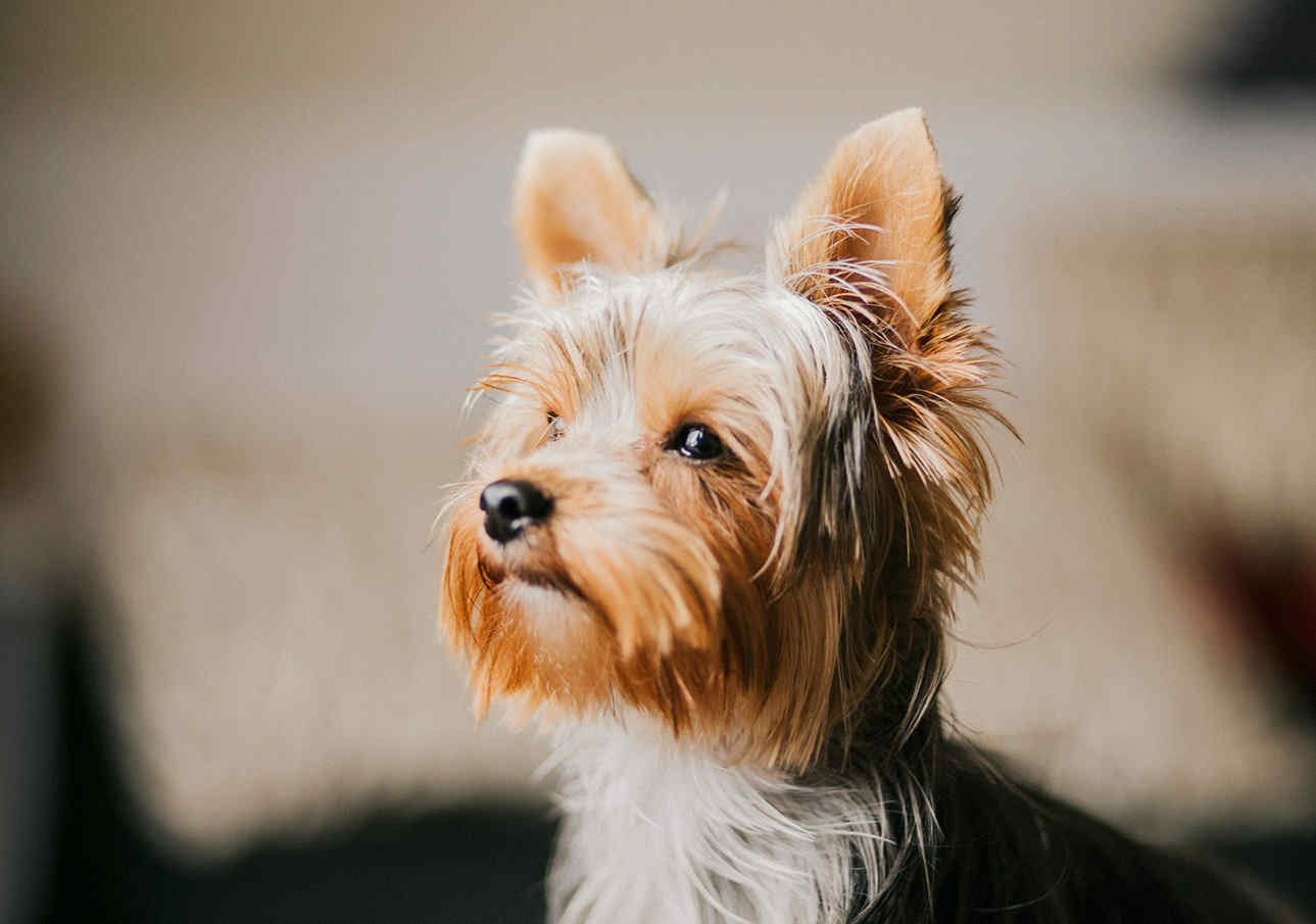 Razas de perros en tendencia en Colombia Padre de Mascota